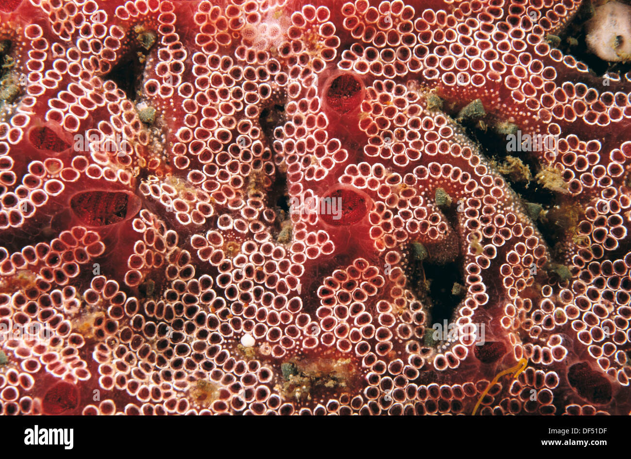 Aplidium High Resolution Stock Photography and Images - Alamy