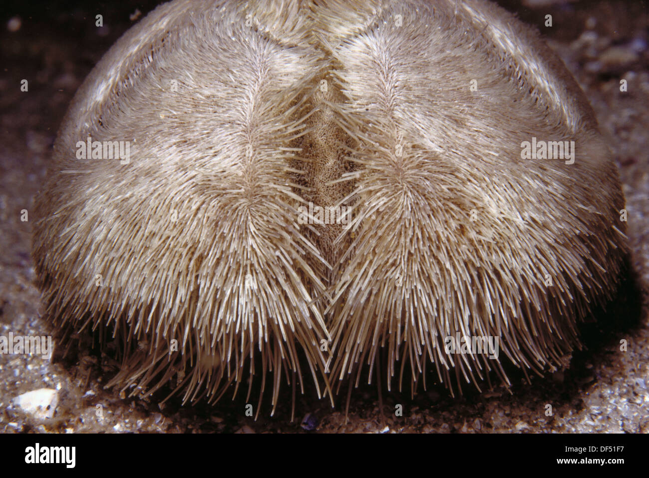Echinocardium High Resolution Stock Photography and Images - Alamy