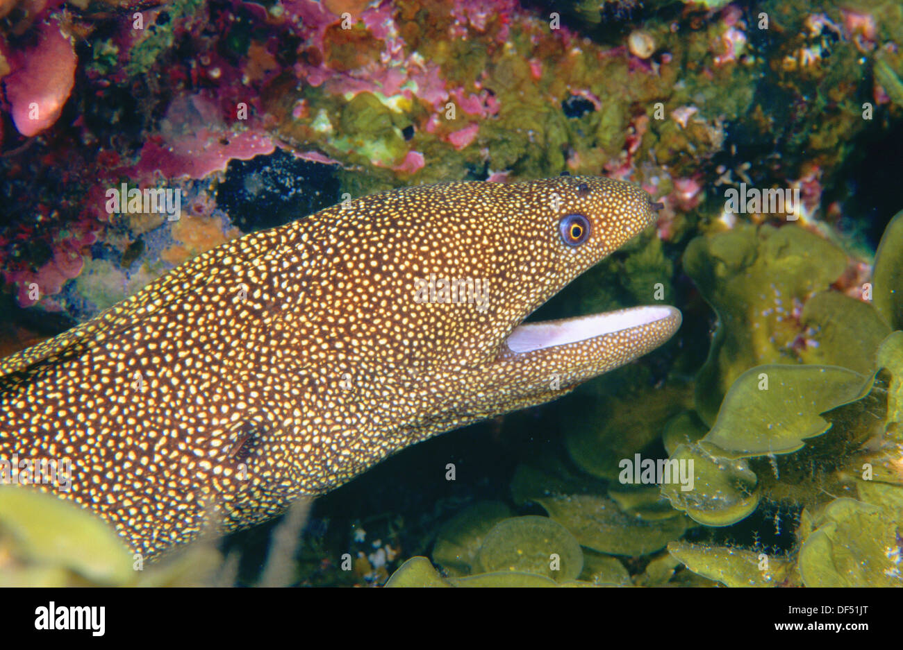 Moray eel conger hi-res stock photography and images - Alamy