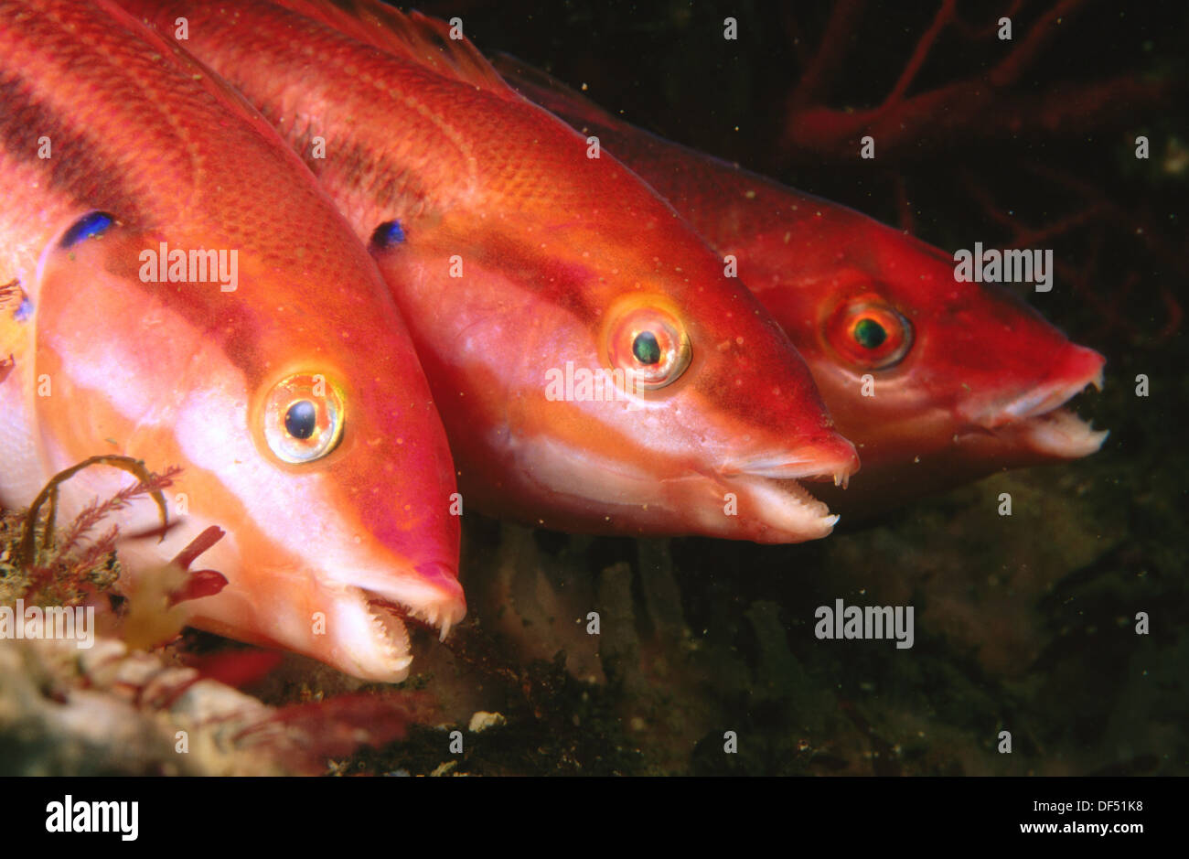 Mediterranean rainbow wrasse fish hi-res stock photography and images ...