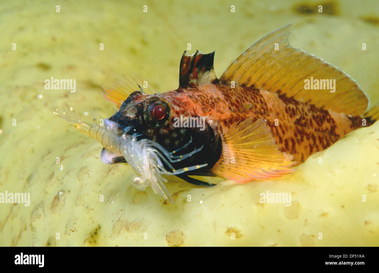 Yellow Black-faced Blenny (Tripterygion delaisi Stock Photo - Alamy