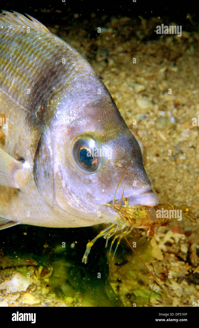 Two Banded Sea Bream Diplodus Vulgaris High Resolution Stock ...