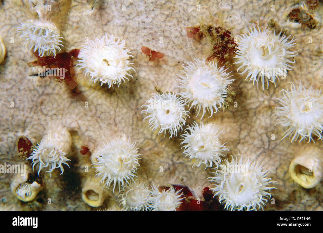 Order actiniaria hi-res stock photography and images - Alamy