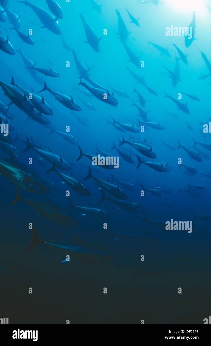 Northern blue tuna hi-res stock photography and images - Alamy