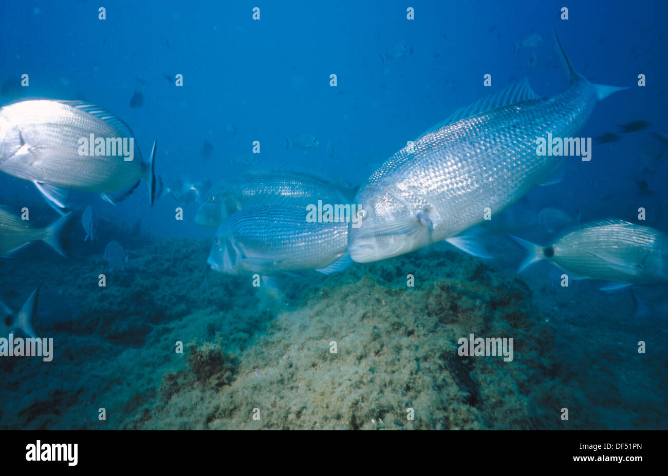 Common dentex (dentex dentex) hi-res stock photography and images - Alamy