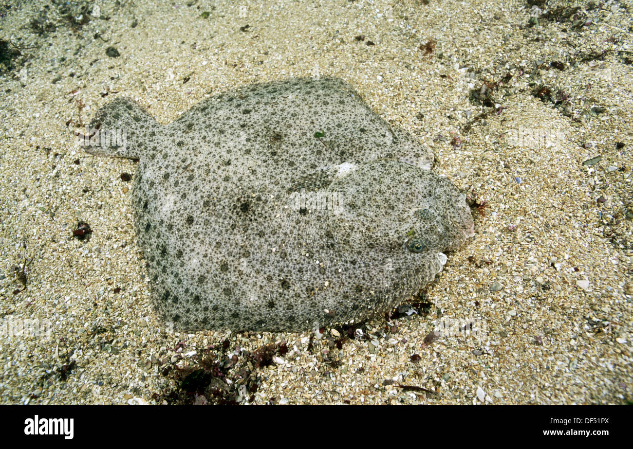 Psetta maxima hi-res stock photography and images - Alamy