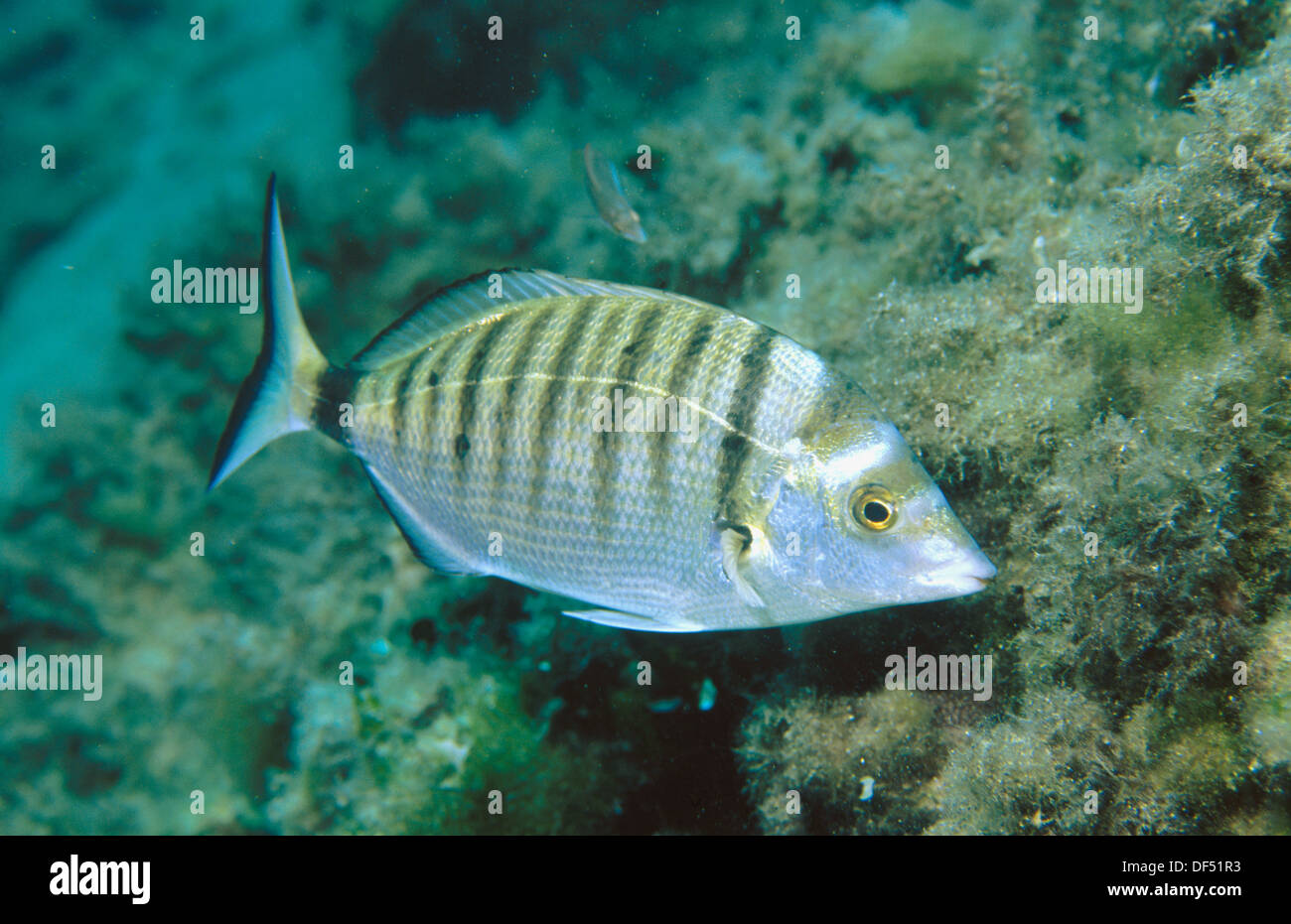 Sheepshead fish hi-res stock photography and images - Alamy