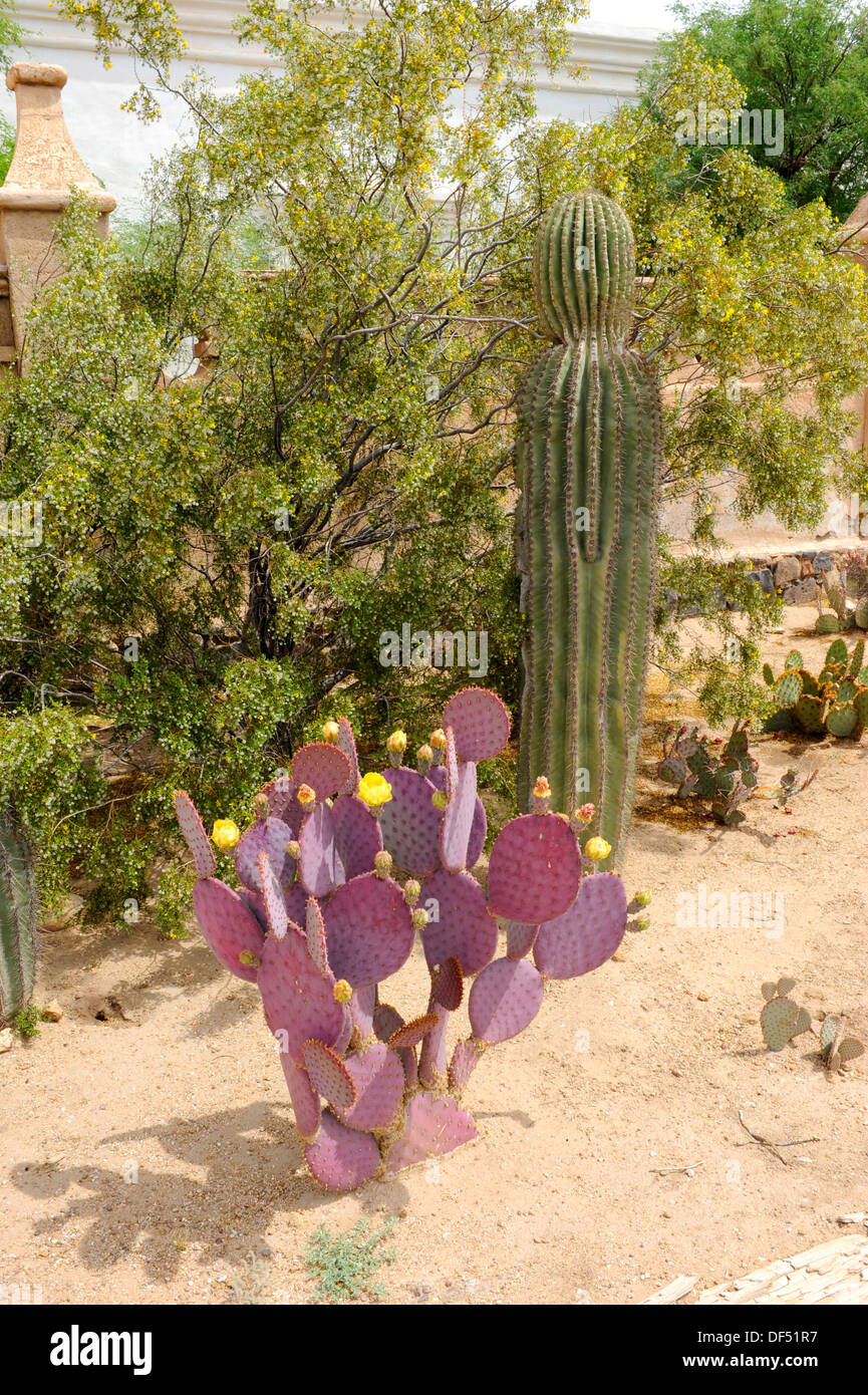 Plants in museum hi-res stock photography and images - Alamy