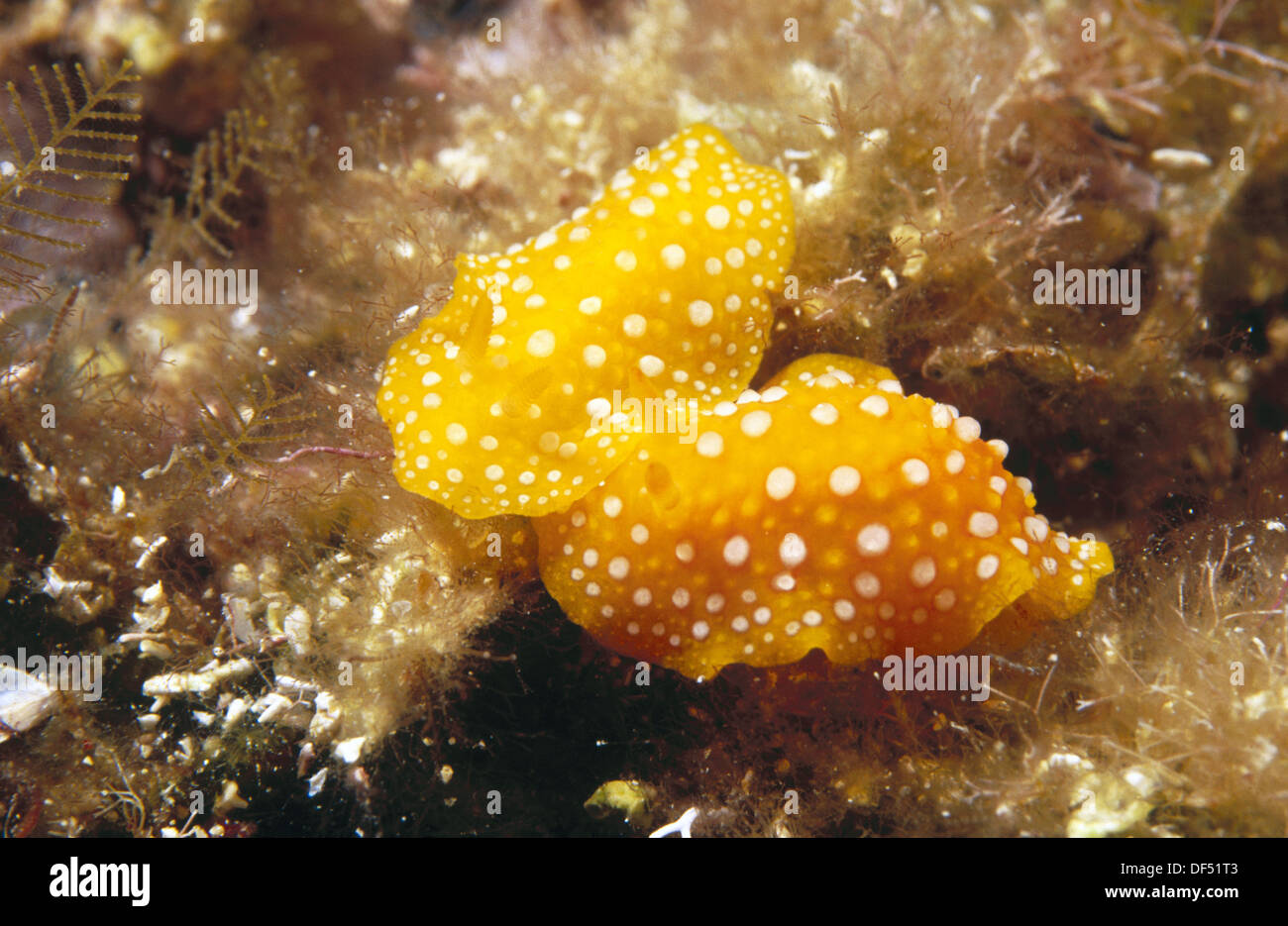 Phyllidia Flava High Resolution Stock Photography and Images - Alamy