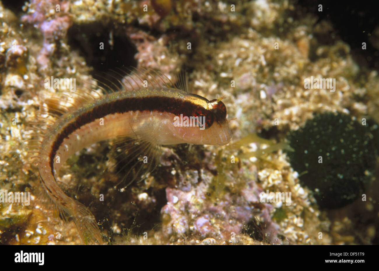 Rouxi hi-res stock photography and images - Alamy