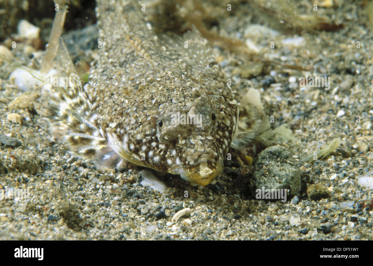 Callionymus hi-res stock photography and images - Alamy