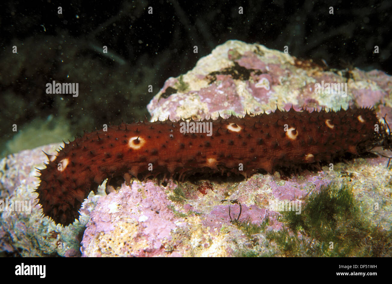 Holothuria holothuria hi-res stock photography and images - Alamy