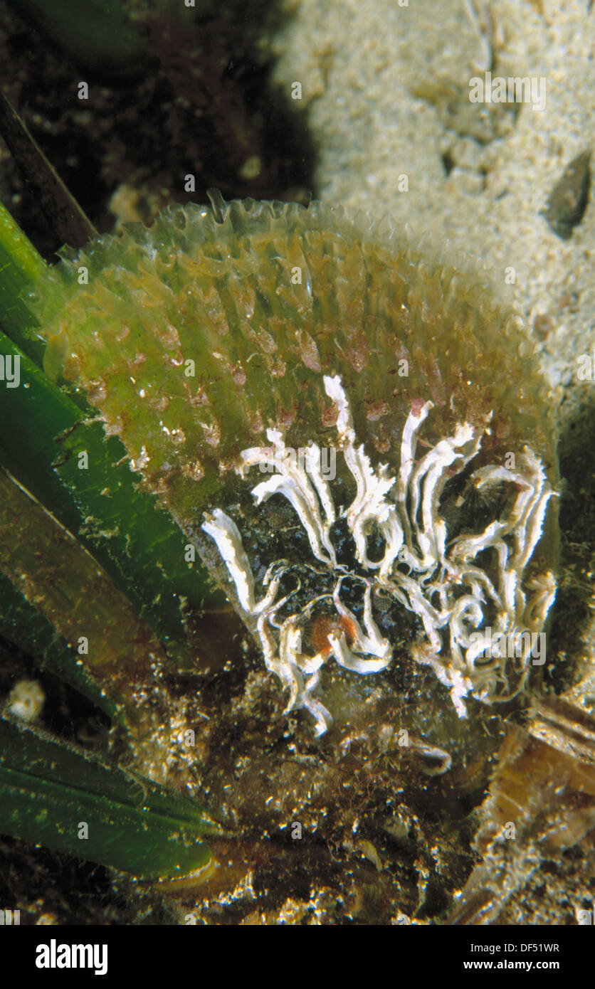 Pen shell (pinna nobilis) hi-res stock photography and images - Alamy