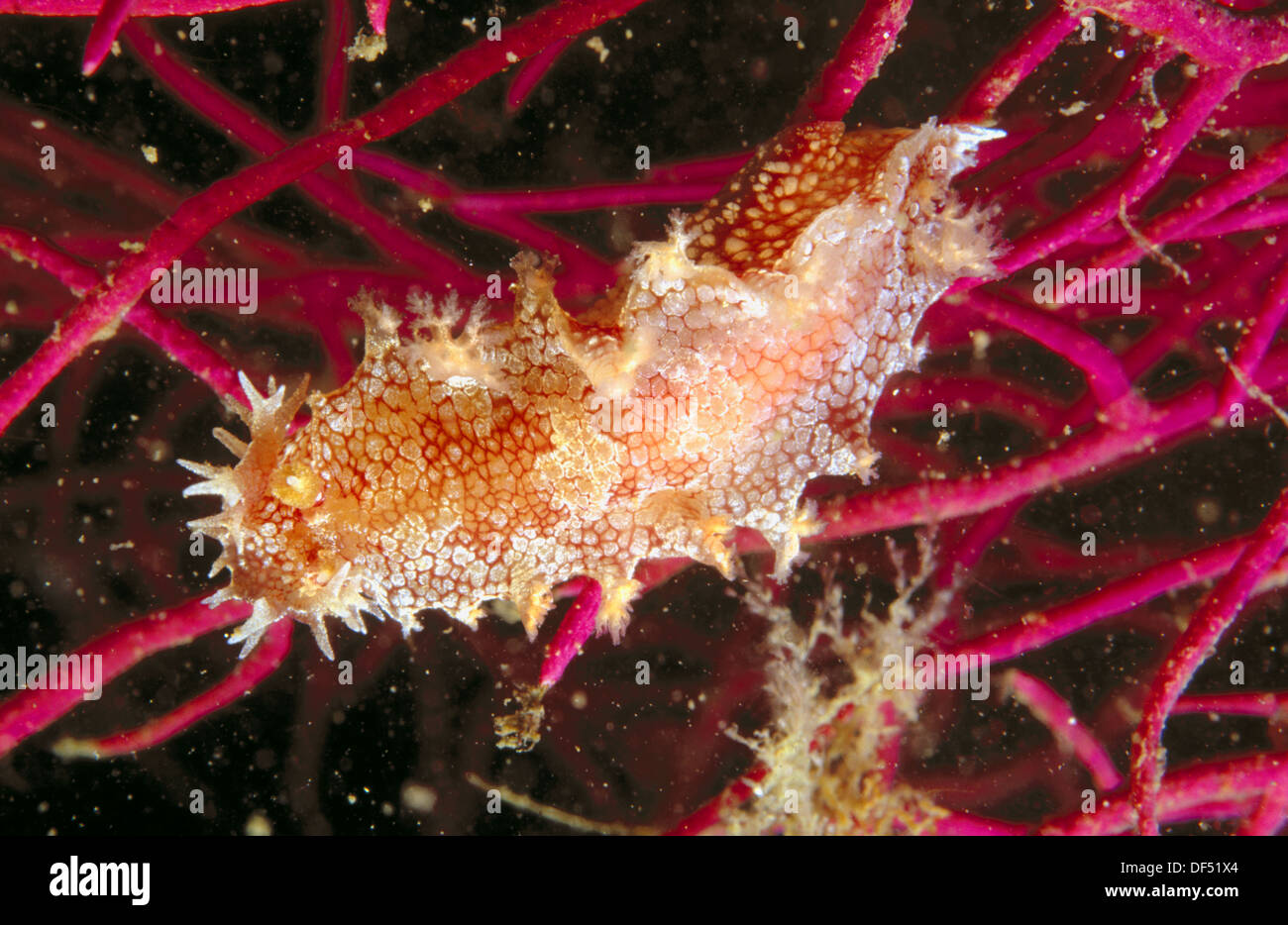 Tritonia hi-res stock photography and images - Alamy