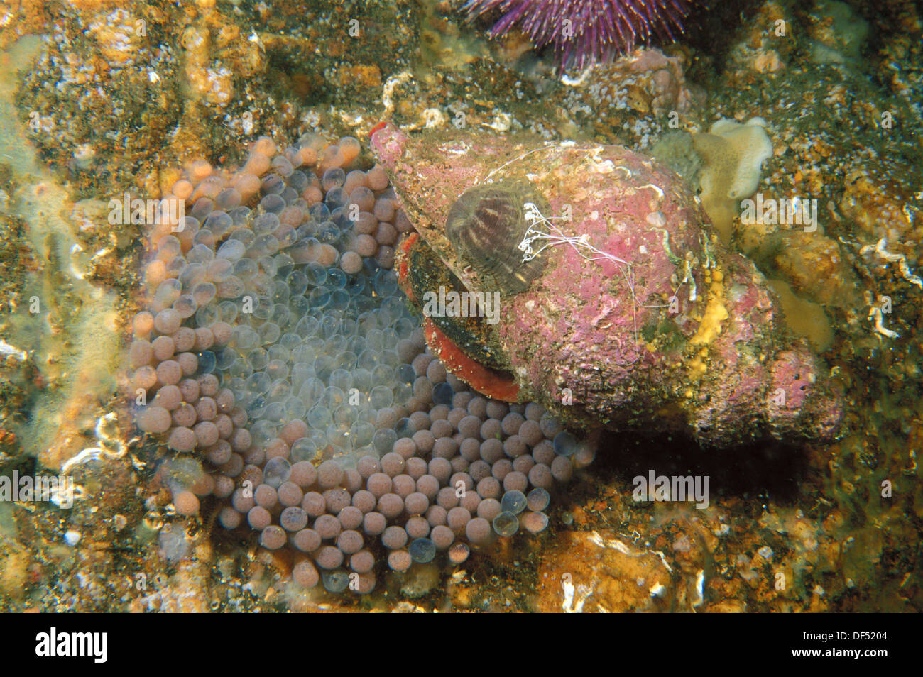 Red triton hi-res stock photography and images - Alamy