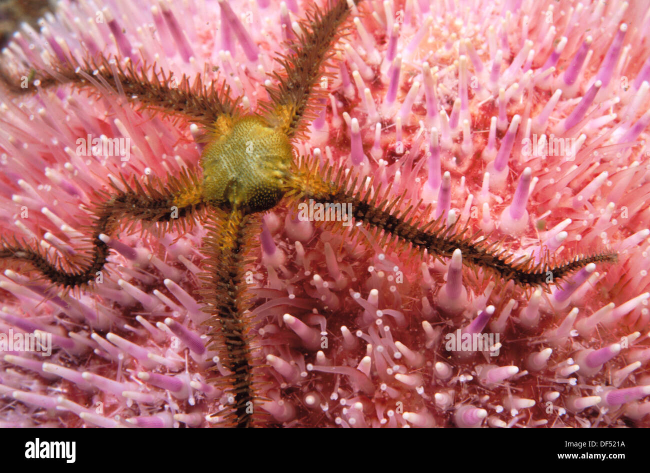 Ophiura fragilis hi-res stock photography and images - Alamy