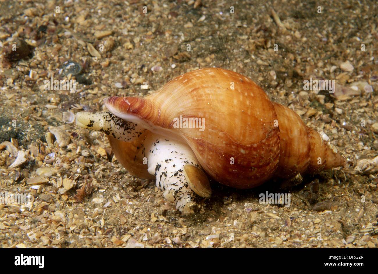 Neptunea hi-res stock photography and images - Alamy