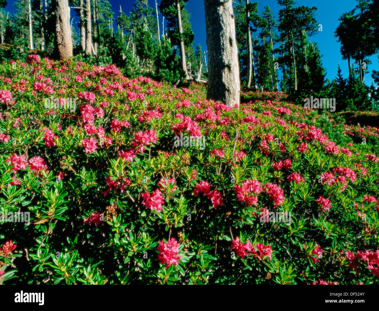 Pines Pinus Uncinata High Resolution Stock Photography and Images - Alamy