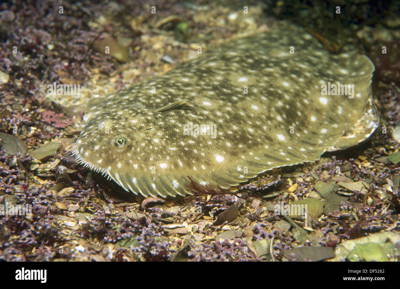 Senegalese sole hi-res stock photography and images - Alamy