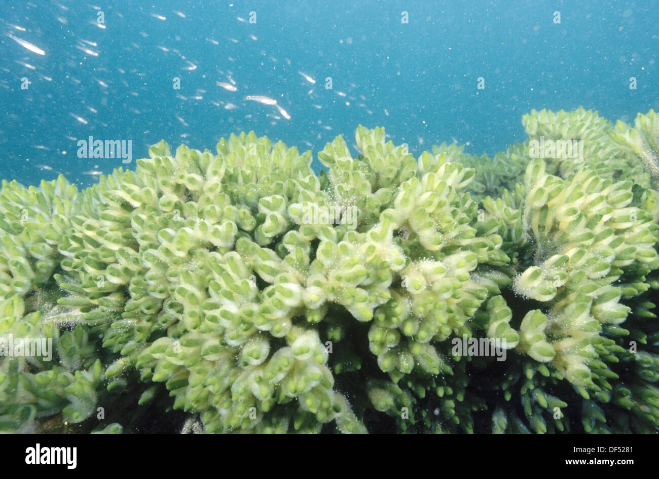 Seaweed (Codium tomentosum). Galicia, Spain Stock Photo - Alamy