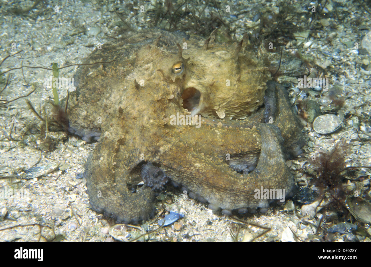 Octopus octopus vulgaris galicia hi-res stock photography and images ...