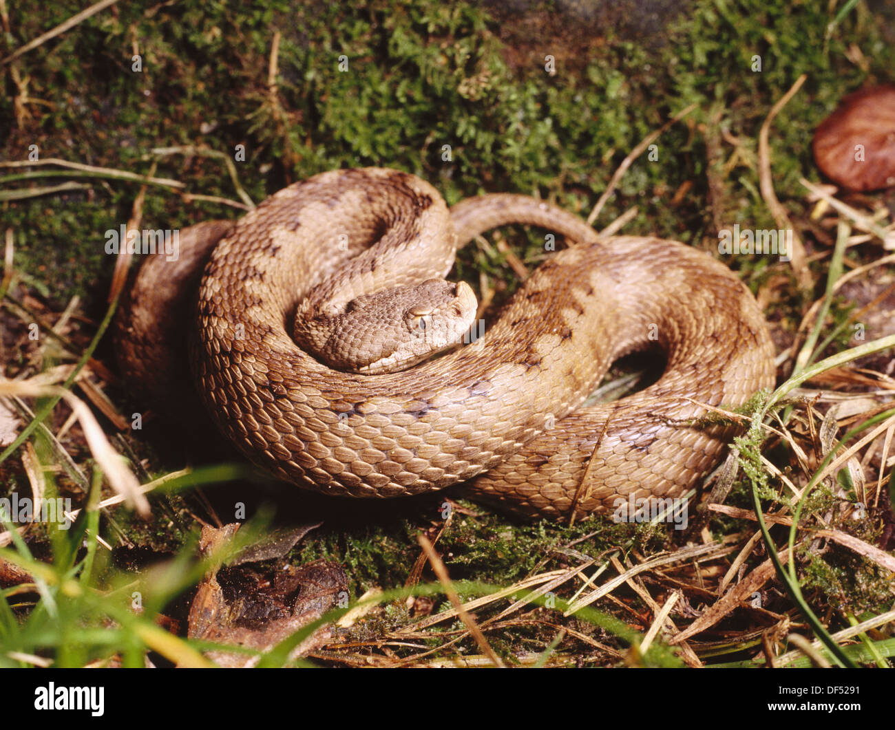 Aspic viper vipera aspis hi-res stock photography and images - Alamy
