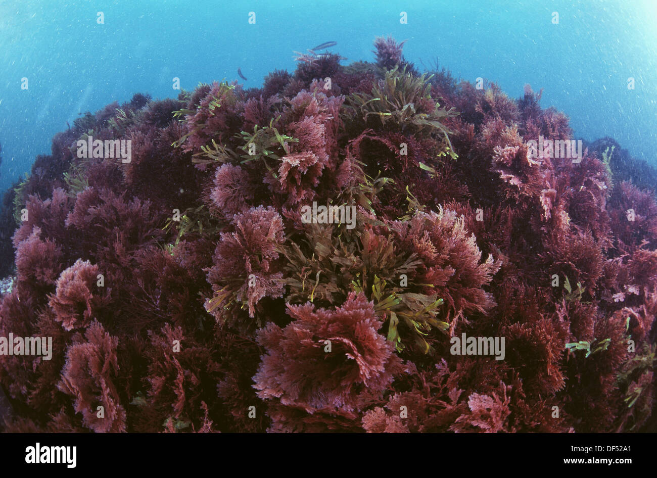 Gelidium hi-res stock photography and images - Alamy