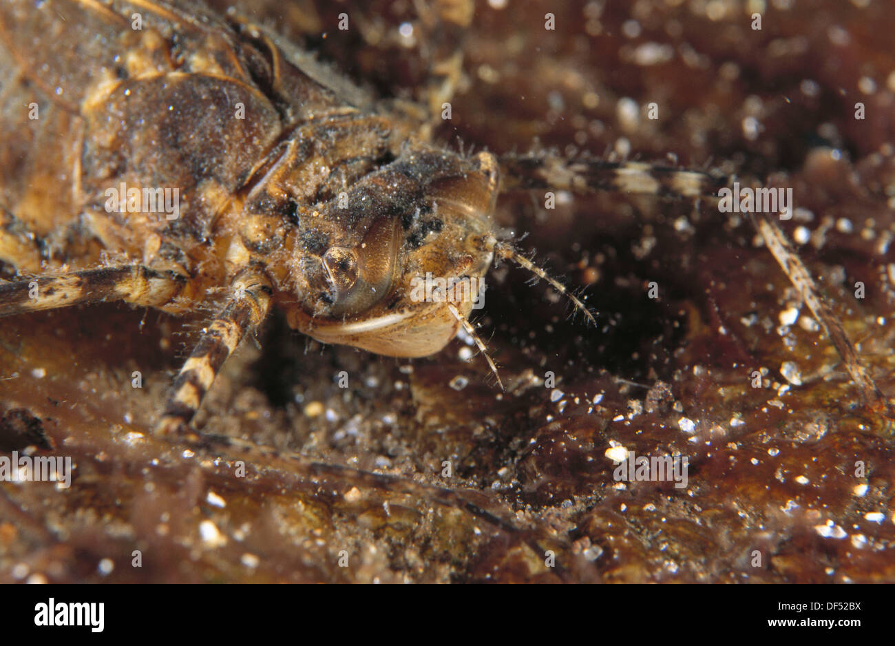 Macromia hi-res stock photography and images - Alamy