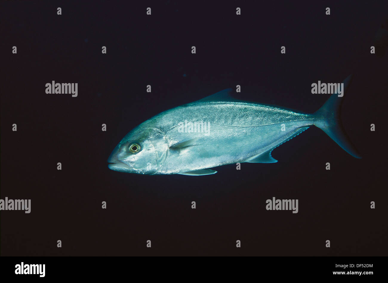 Greater Amberjack Vs Lesser Amberjack