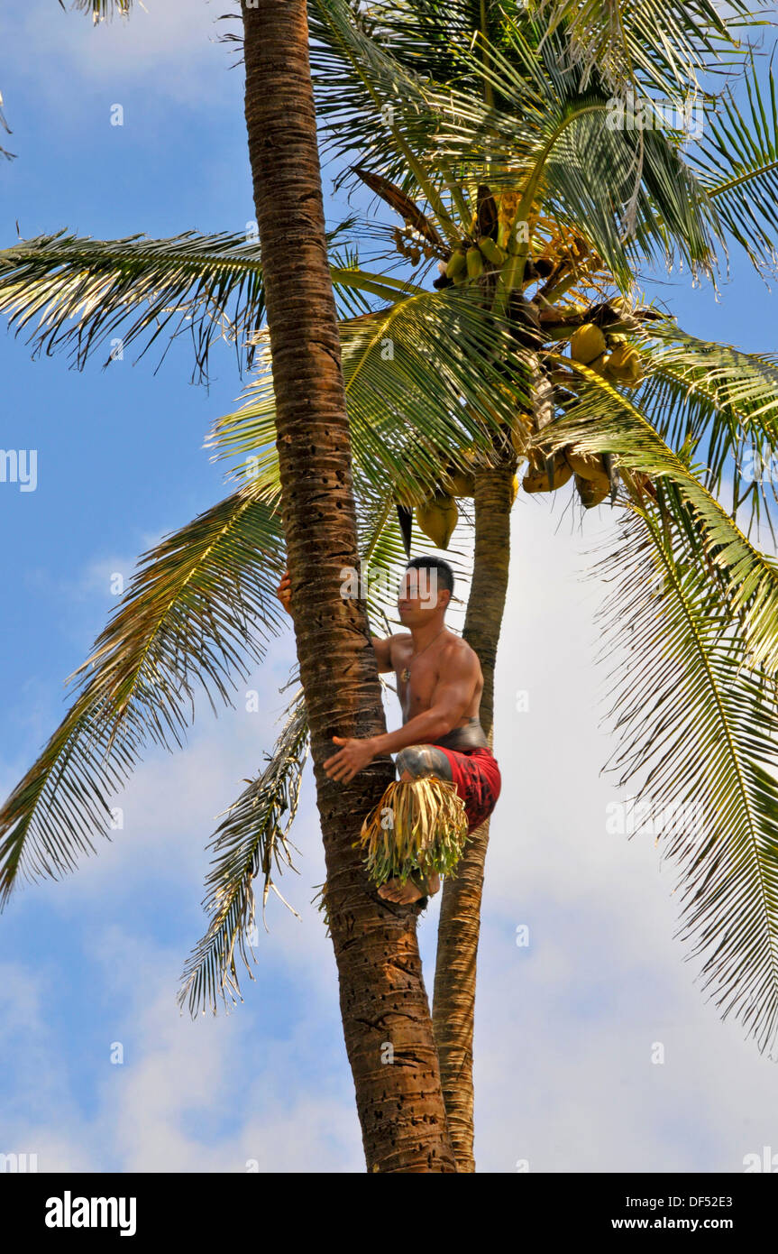 Coconut tree hi-res stock photography and images - Alamy