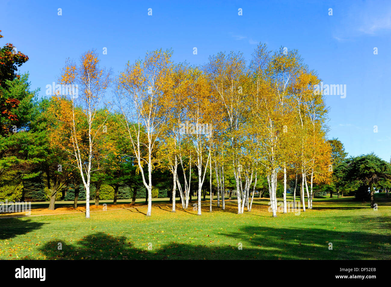 Birch tree and fall color hi-res stock photography and images - Alamy