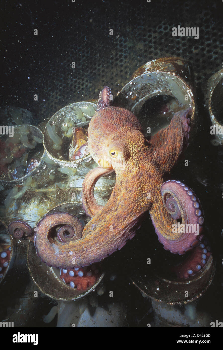 Octopus farm hi-res stock photography and images - Alamy
