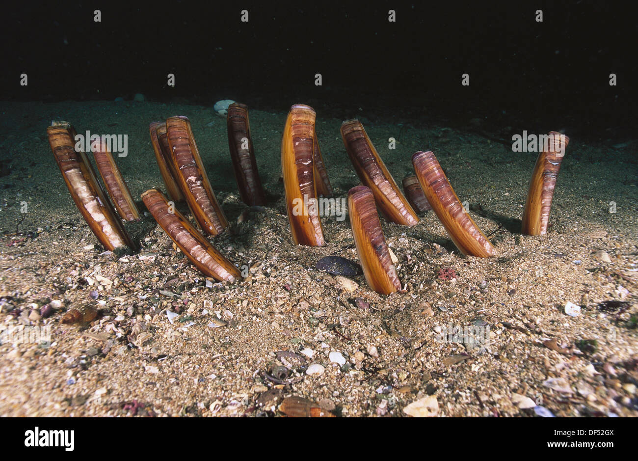 Razor shell ensis arcuatus hi-res stock photography and images - Alamy