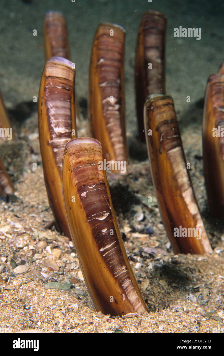 Razor shell ensis underwater hi-res stock photography and images - Alamy