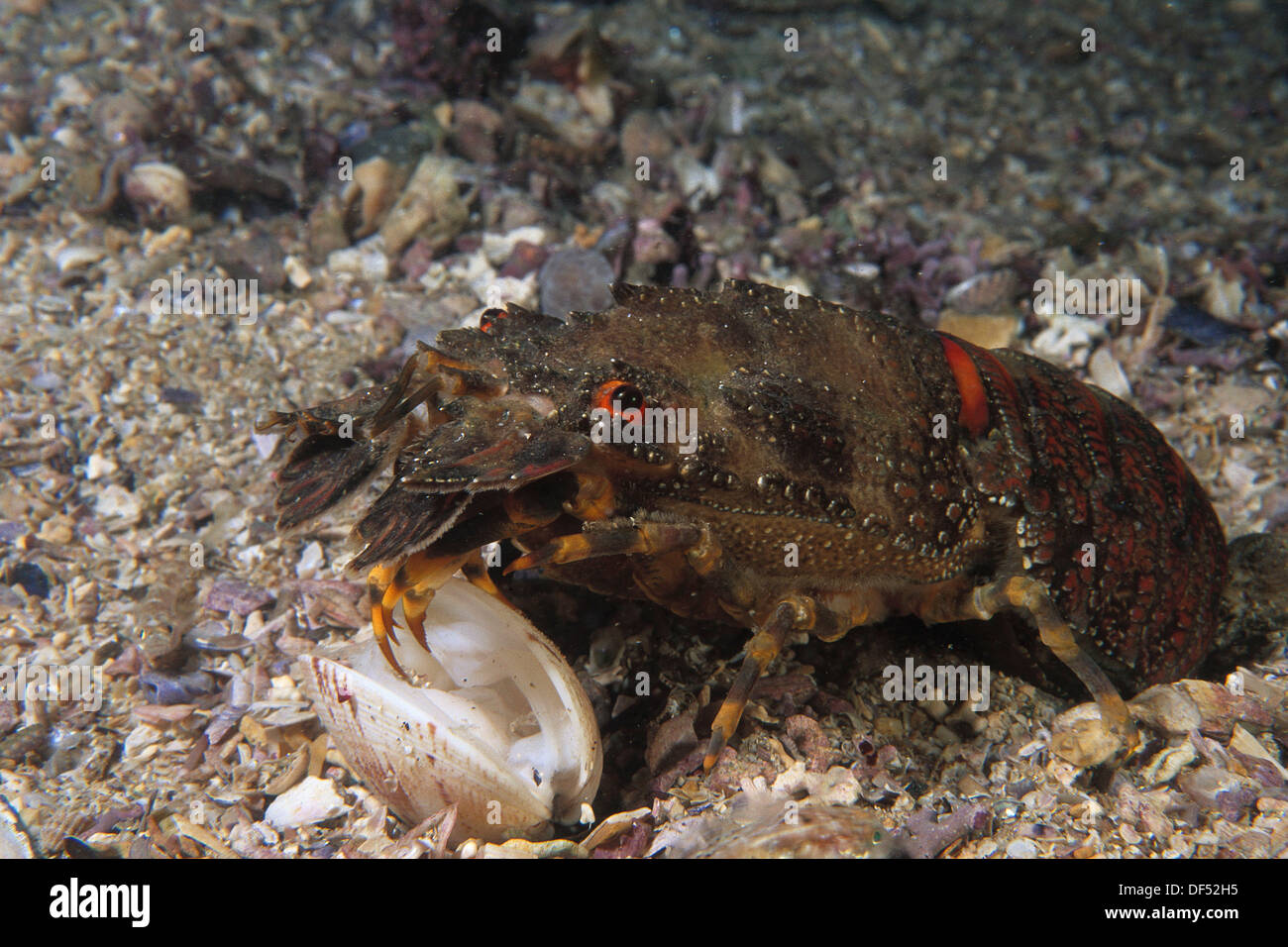 Little venus hi-res stock photography and images - Alamy