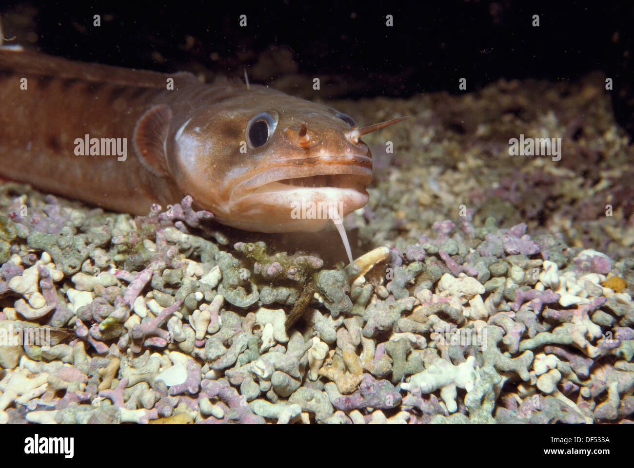 Rockling hi-res stock photography and images - Alamy
