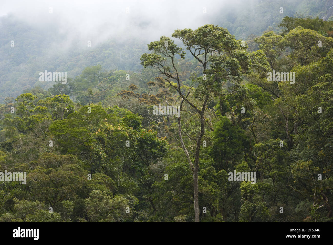 Tropical forest, Kinabalu National Park. Sabah, Borneo, Malaysia Stock ...