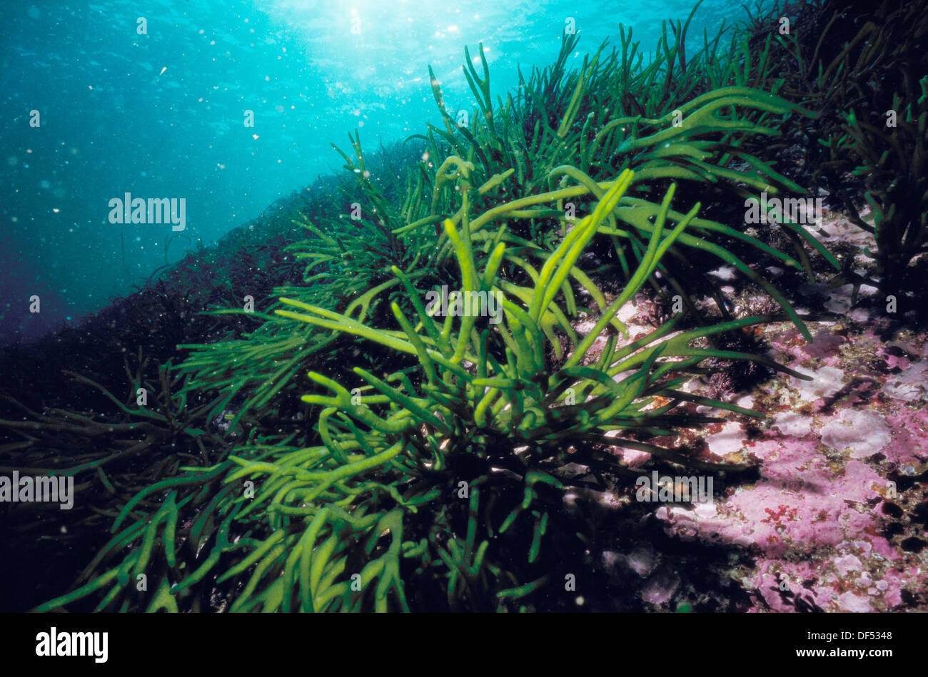 Codium tomentosum hi-res stock photography and images - Alamy