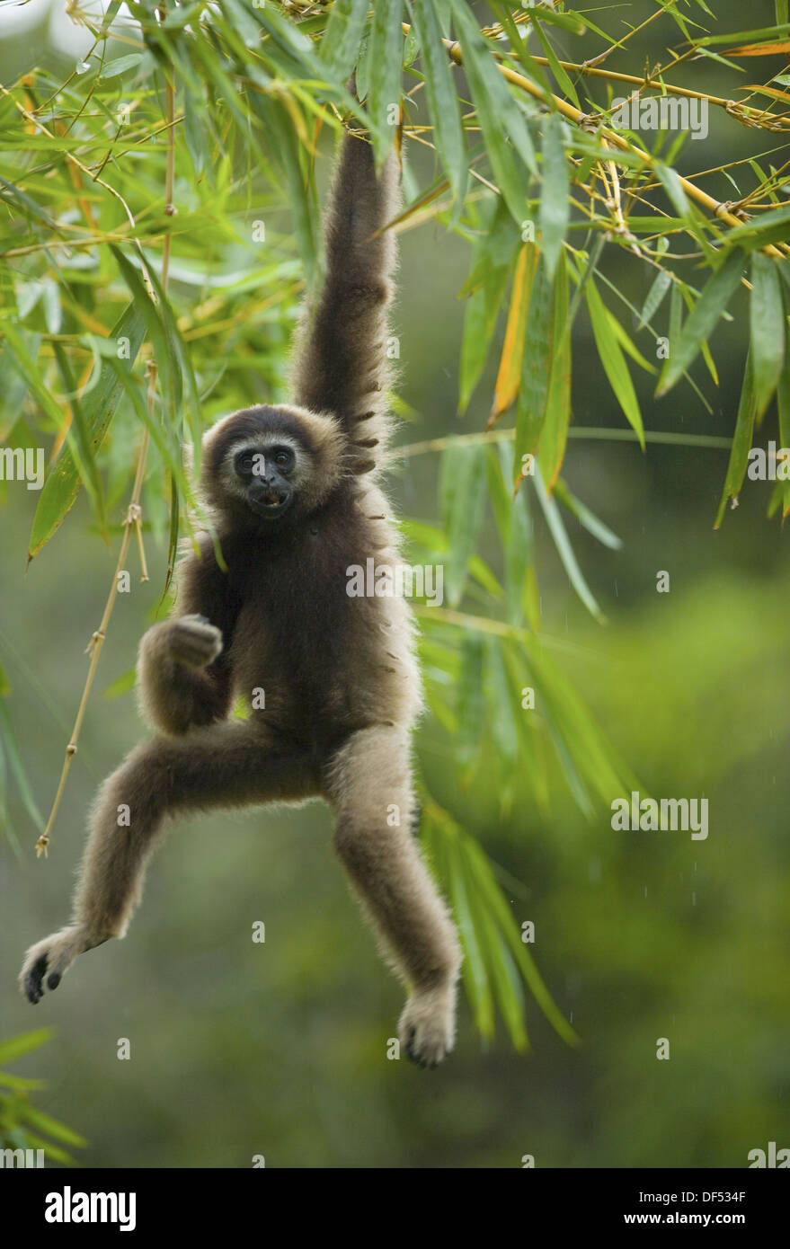 Malaysia island gibbon hylobates muelleri hi-res stock photography and ...
