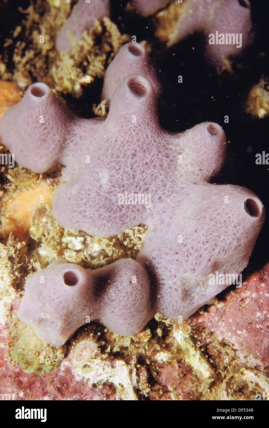 Haliclona Sp High Resolution Stock Photography and Images - Alamy