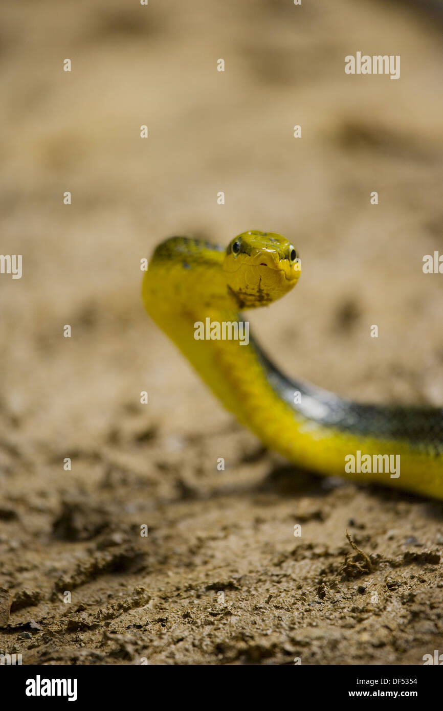 Red Tailed Green Rat Snake High Resolution Stock Photography and Images ...