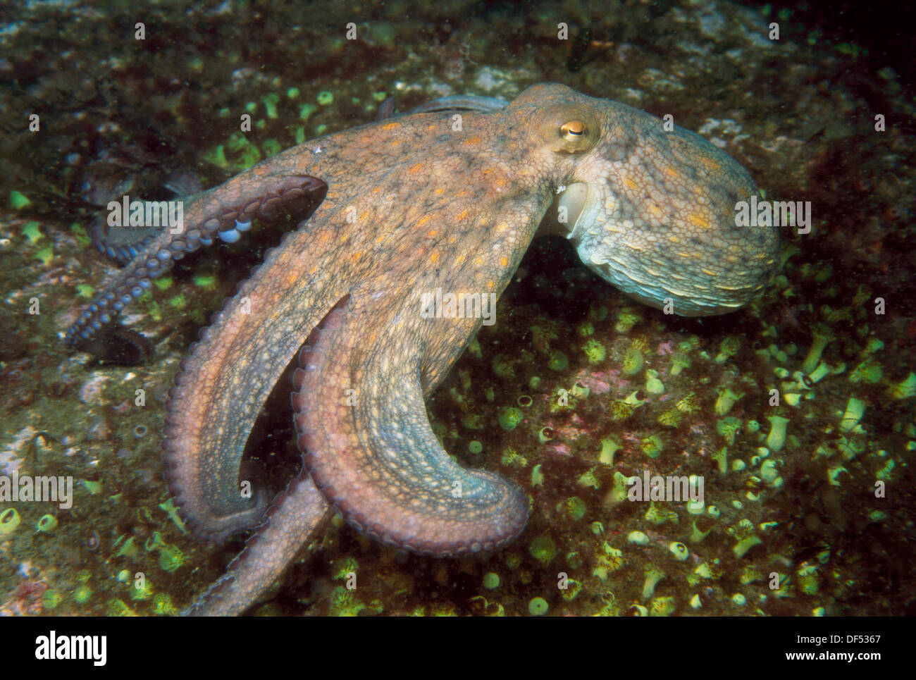Octopus octopus vulgaris galicia hi-res stock photography and images ...