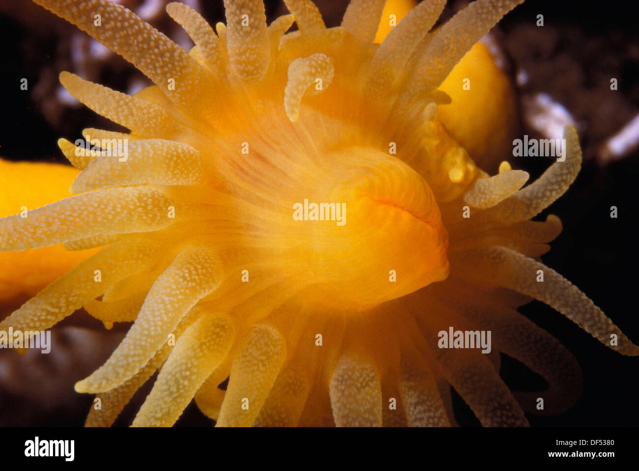 Dendrophyllia cornigera hi-res stock photography and images - Alamy