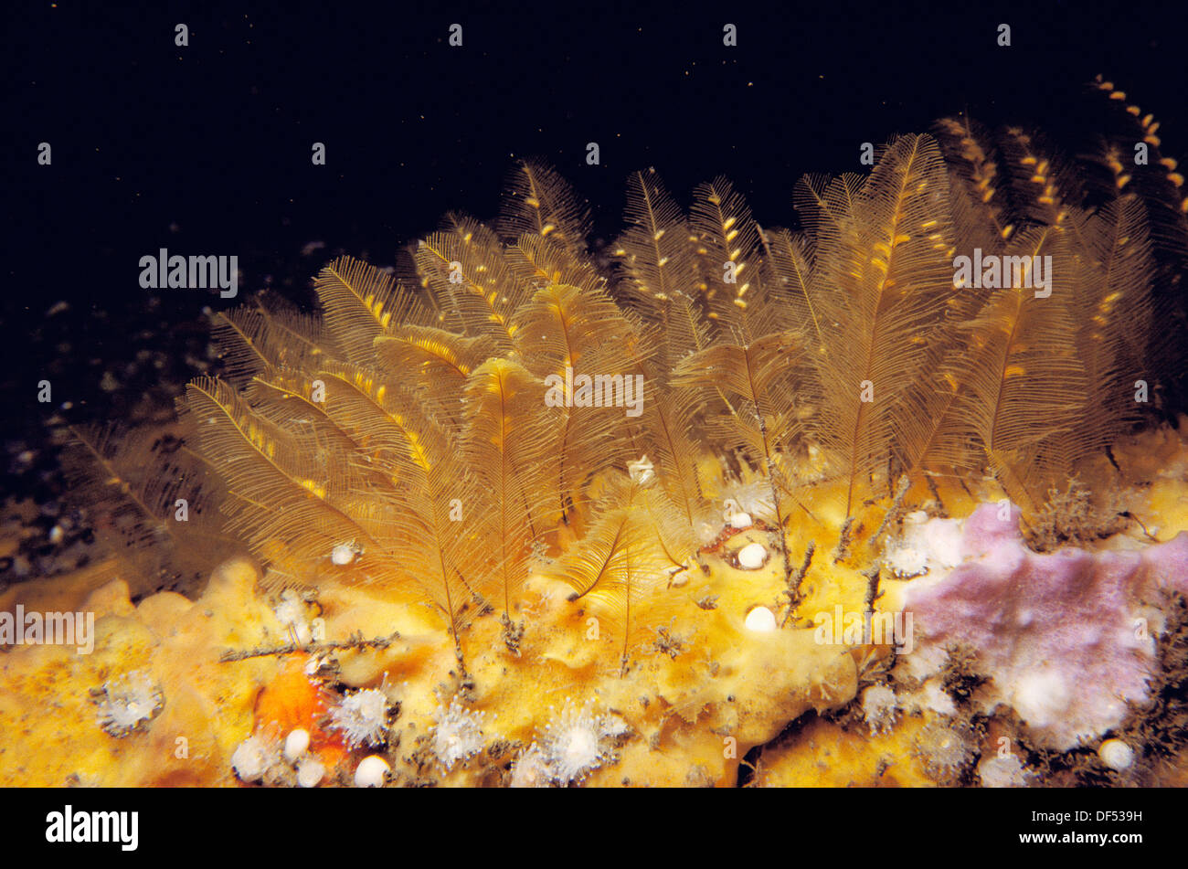 Aglaophenia tubulifera hi-res stock photography and images - Alamy