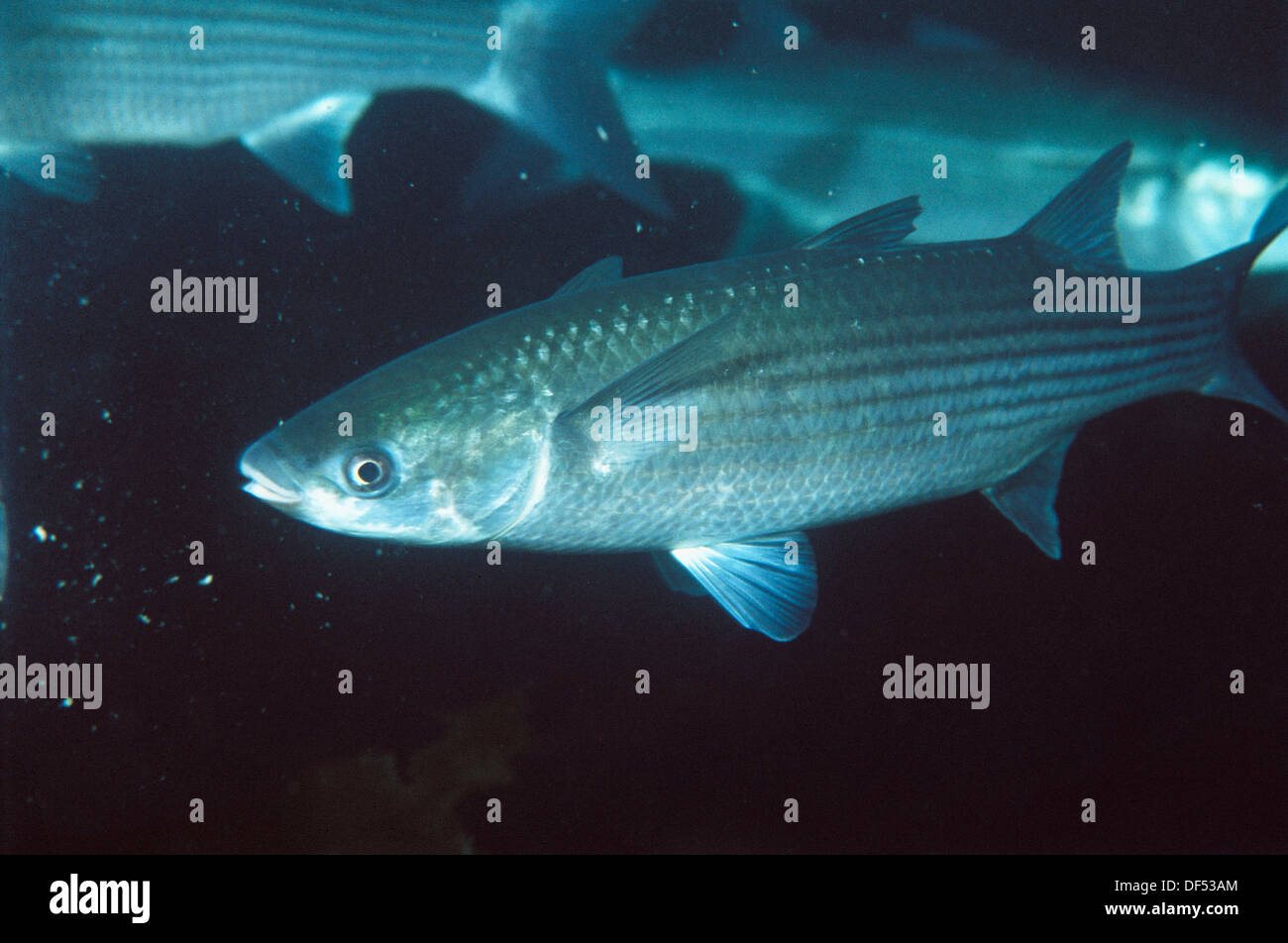 Thick lipped mullet chelon labrosus hi-res stock photography and images ...