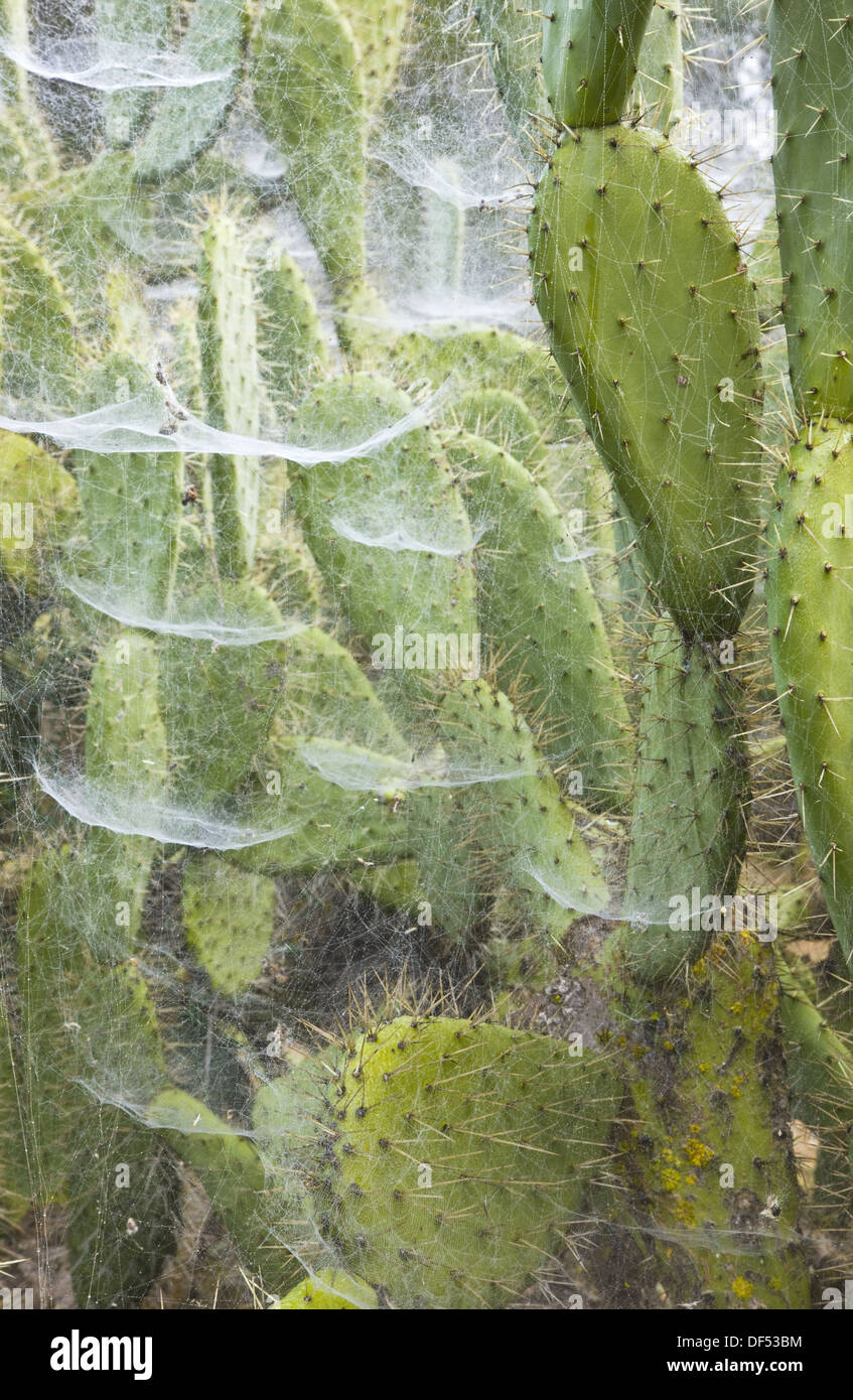 Opuntia spider hi-res stock photography and images - Alamy