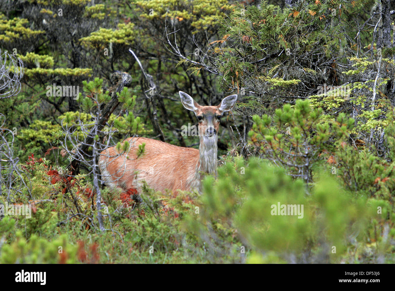 Sitka black tailed deer hi-res stock photography and images - Alamy