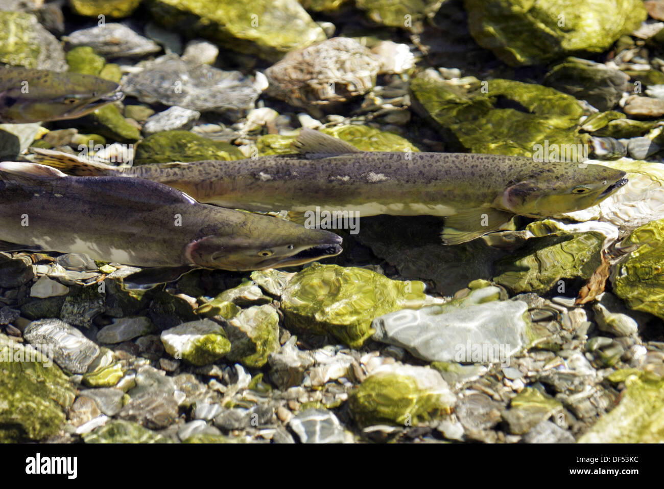 Adult pink salmon (Oncorhynchus gorbuscha) male and female spawning in ... Adult pink salmon (Oncorhynchus gorbuscha) male and female spawning in ...
