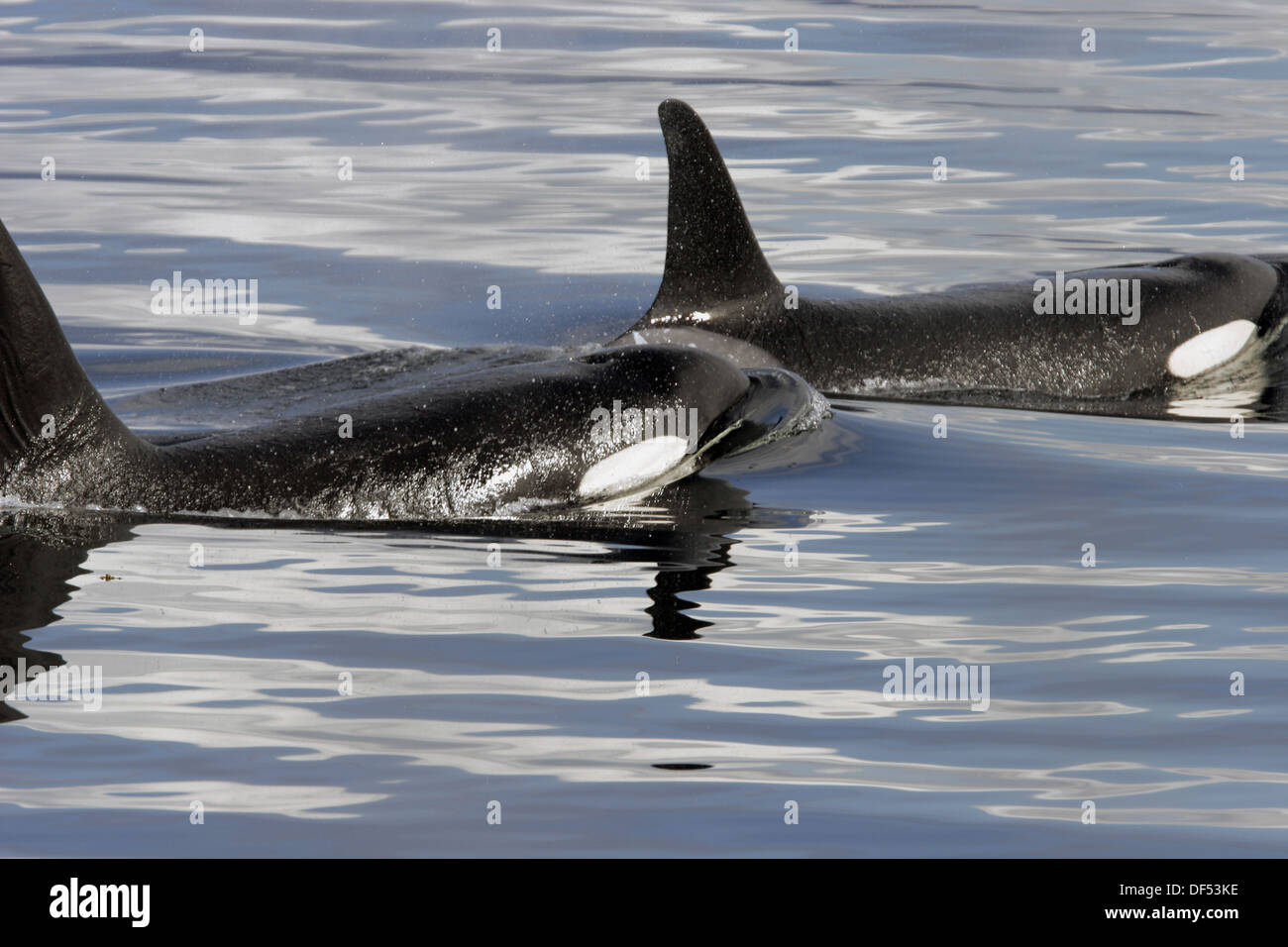 Orca pair (Orcinus orca - also known as killer whale) surfacing ...