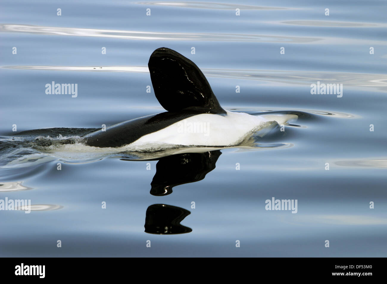Pectoral fin slap hi-res stock photography and images - Alamy